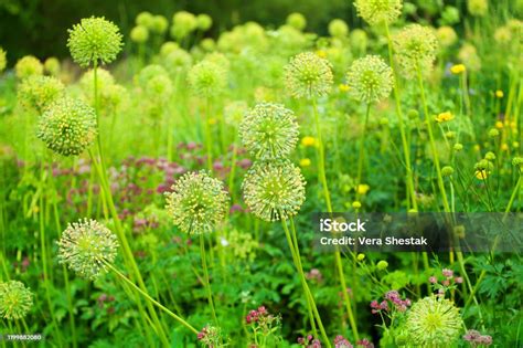 알리움 크리스토피 알륨 Giganteum 장식 식물 녹색 잔디 흐린 배경에 둥근 노란색 꽃 꽃 피는 민들레 공 정원 부추 밝은 봄 풍경 여름 햇볕이 잘 드는 필드 0명에