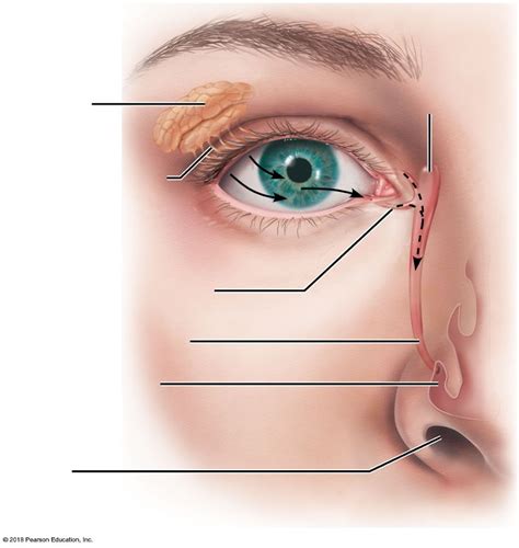 Eye Diagram Quizlet
