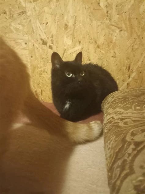 Author Anna Marchukova Looking For A House Kitty Coco