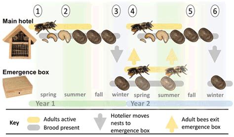 Bee Hotel Design And Placement Nc State Extension Publications