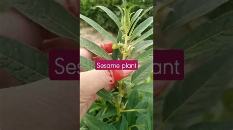 Sesame Plant Till Ka Poda Or White Color Ky Phoolaishavlogs Trending