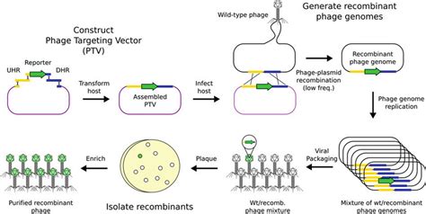 Schematic Of Phage Infective Engineering Pie Workflow Download Scientific Diagram