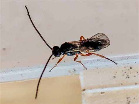 Microplitis Spp Insektarium