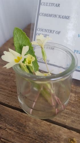 Plant Ident Flashcards Quizlet