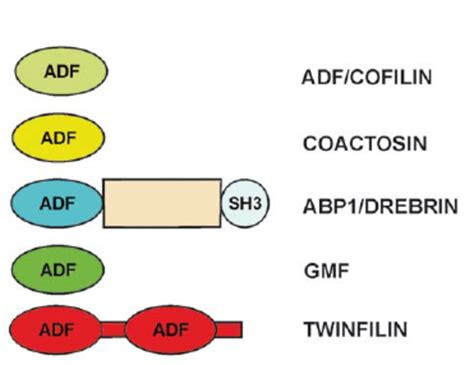 Domain Stuctures Of ADF H Domain Containing Proteins ADF Co Fi Lins Download Scientific