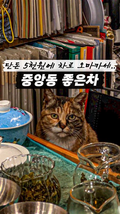 석권부산 ㅣ 부산맛집 부산여행 부산핫플 5천원에 차를 서너 종류나 내주시는 차마카세 🐈🐈 중앙 좋은차 또갈집에 저장하세요🫡 중앙동에서 가장 엄근진한