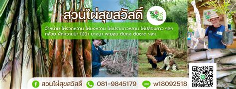 หอยเชอรี่สีทอง หอยเชอรี่สีทอง ฟาร์มพี่น้องสอง ช อุดรธานี