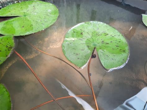 Details Of The Lotus Leaf Surface Stock Image Image Of Flower Green