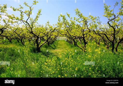 A Landscape Of Light Green New Leaves Sprouting On Persimmon Trees Growing In A Natural