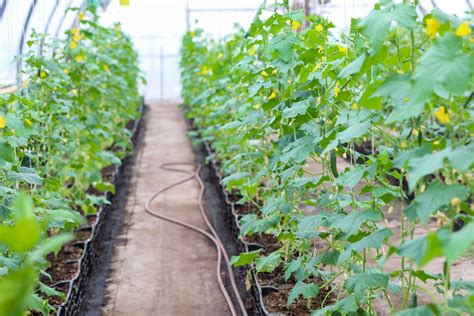 Planting Cucumbers How When Plantura