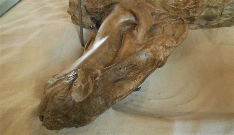 Mummified Dinosaur Fossil