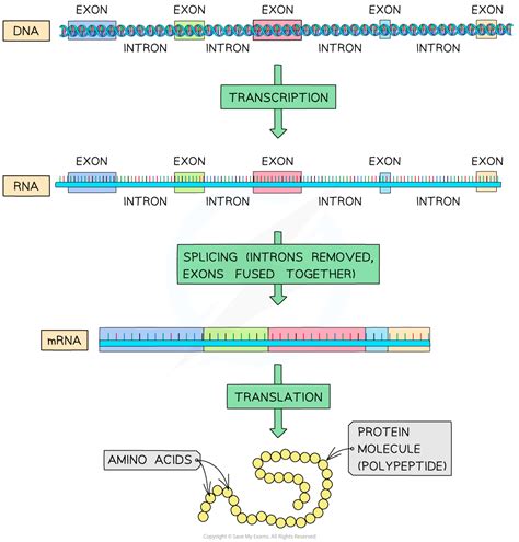 Transcription Cambridge Cie A Level Biology Revision Notes 2023