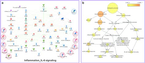 A In Silico Analysis Using Metacore Showed That Inflammationil 6 Download Scientific Diagram