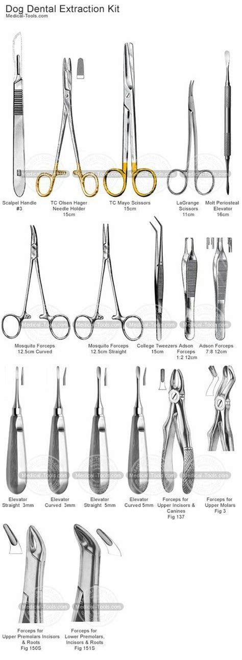 Dental Instruments Dental Extraction Vet Medicine Vet Technician