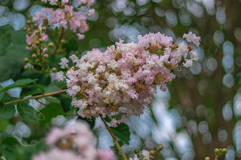 여름 라일락 또는 부들리아 다비디 또는 나비 부시 또는 오렌지 눈 꽃 식물 피라미드 스파이크에 순수한 흰색 작은 꽃은 어두운 녹색 뒷면에 긴 녹색 잎으로 둘러싸여 0명에