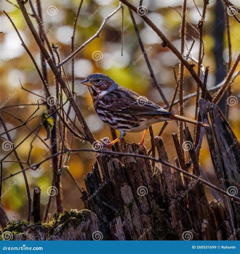 Adult Red Fox Sparrow Passerella Iliaca Perched On A Dead Tree Stump In The Forest During Adult Red Fox Sparrow Passerella Iliaca Perched On A Dead Tree Stump In The Forest During
