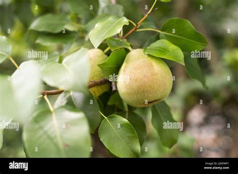 A Bunch Of Pears In The Tree Benefits Of Pears Blue Sky Background