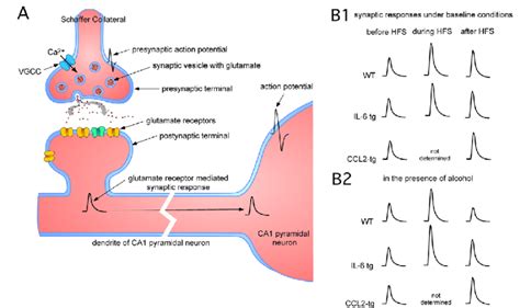 Excitatory Synaptic Transmission At The Schaffer Collateral To Ca1 Download Scientific Diagram