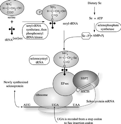 Figure 1 From The Role Of Selenium In Inflammation And Immunity From