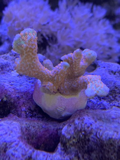 5 C819 F75 Fb86 4 D94 938 F Bf7 Cd95 C6 Cb4 — Postimages