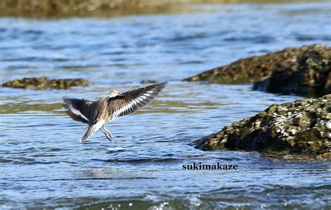 飛び回る 1 里山の鳥たち