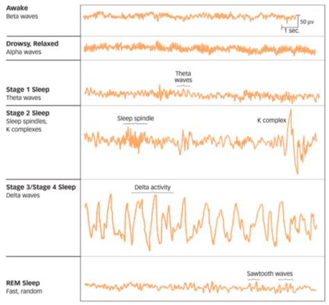 Psych Chapter 8 Sleep Flashcards Quizlet
