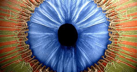 Welcome To The University Of Delaware Fun Science Iris Micro