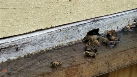 Bees Cleaning Their Hive Entrance