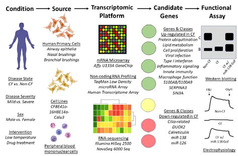 Workflow Of Transcriptomic Profiling To Identify Transcriptomic
