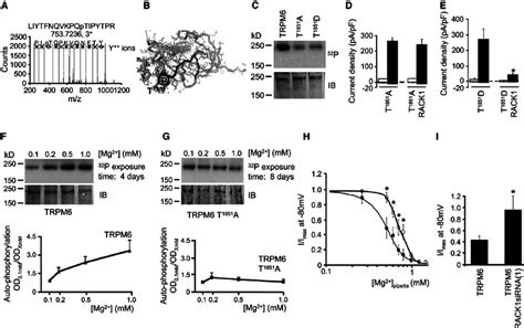 Mapping And Function Of The Autophosphorylation Site In The Trpm6 A Download Scientific Diagram