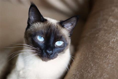 Why Does My Siamese Cat Only Like Me The Odd Behavior Explained FAQcats Com