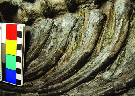 Archive Image Of Active Pyrite Oxidation In The Stomach Area Of A Download Scientific Diagram