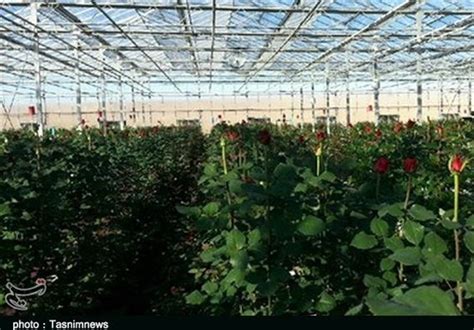 رونق گلخانه های کوچک مقیاس در سبزوار زمینه اشتغال زایی افزایش می یابد