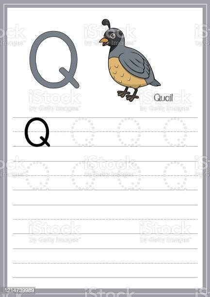 A4 용지 크기에 연습 Abc를 추적 하는 학습 을 배우는 아이 들을 위한 알파벳 Q 대문자와 메추라기의 벡터 그림 인쇄 준비