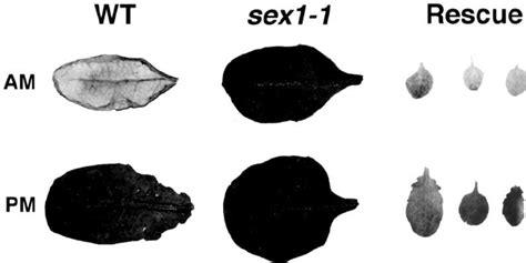 Phenotype Of The Mutant Sex And Complementation Of The Mutant With Download Scientific