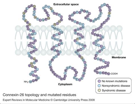 Connexin 26 Mutations In Deafness And Skin Disease Expert Reviews In