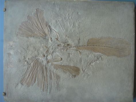 Transitional Fossil Fossil Wiki The Paleontology Wiki