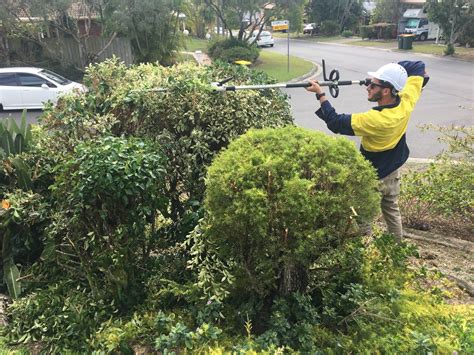 Tree Pruning Shaping SouthEast Melbourne Affordable Tree Loppers