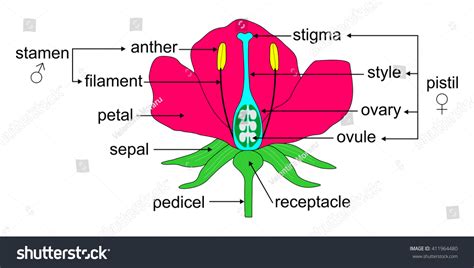 Of Part Seed Plant Diagram Diagram Of A Angiosperm