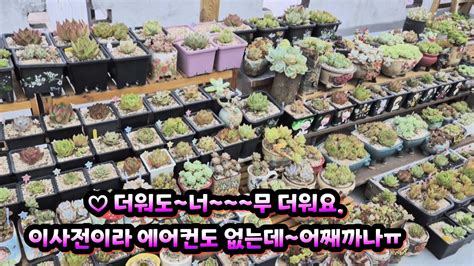 이 더운밤 살아남을수 있을까~♥️ 청주육이들 일주일만에 둘러보고 정비해주고 있어요 다육 옥상다육 옥상하우스 방울복랑