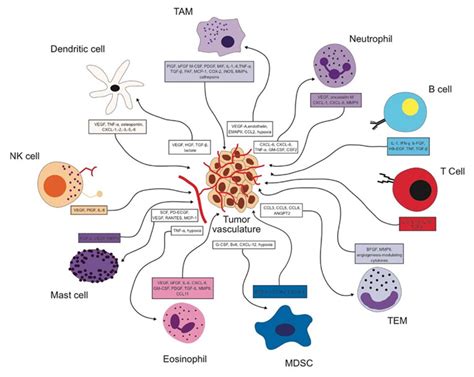 Immune System Cells And Functions