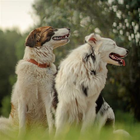 Skylar Sunshine And Delilah