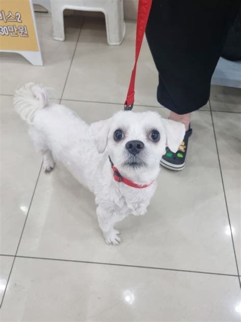 말티즈믹스복실이 강아지책임분양 강아지분양 고양이분양 컴투펫 시츄 셔틀랜드쉽독 말티푸 미니핀 치와와 요크셔테리어 포메라니안 말티즈 분양