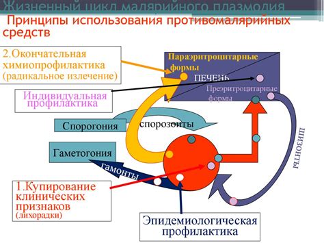 Противопаразитарные средства презентация онлайн
