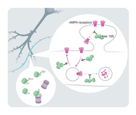 The Brains Protein Clearance Machine Learns New Tricks At Synapses Human Frontier Science Program