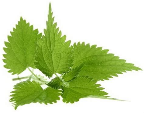 krapiva — Deti-i-mama.ru