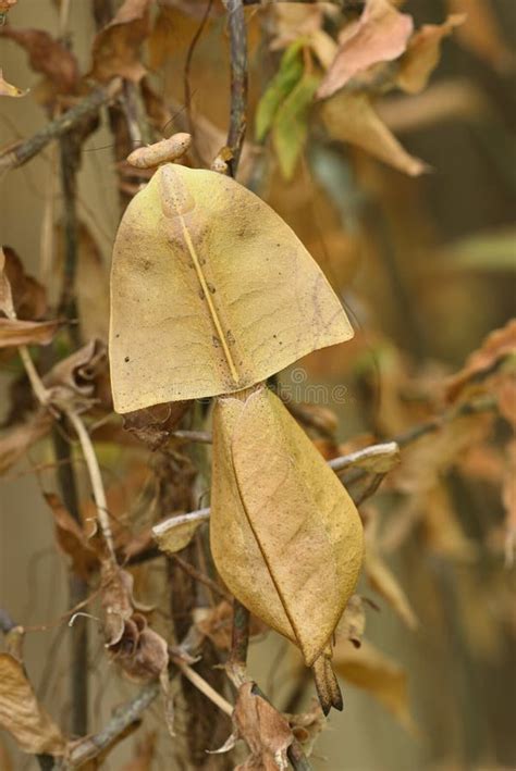 Dead Leaf Mantis Insect Showing Its Camouflage Stock Image Image Of