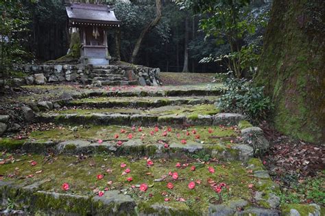 花尻の森椿の見頃は 大原観光保勝会