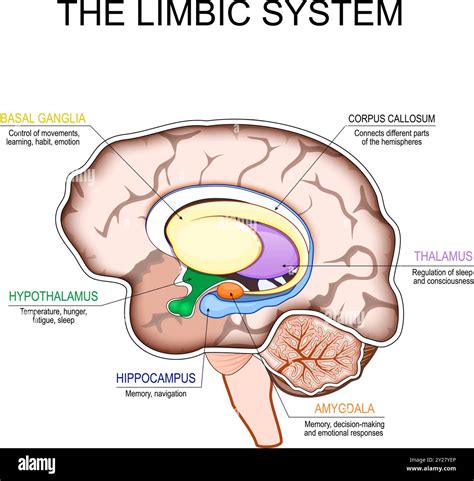 Basal Ganglia Limbic System