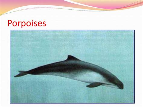 Ppt Homologous And Analogous Structures Powerpoint Presentation Free